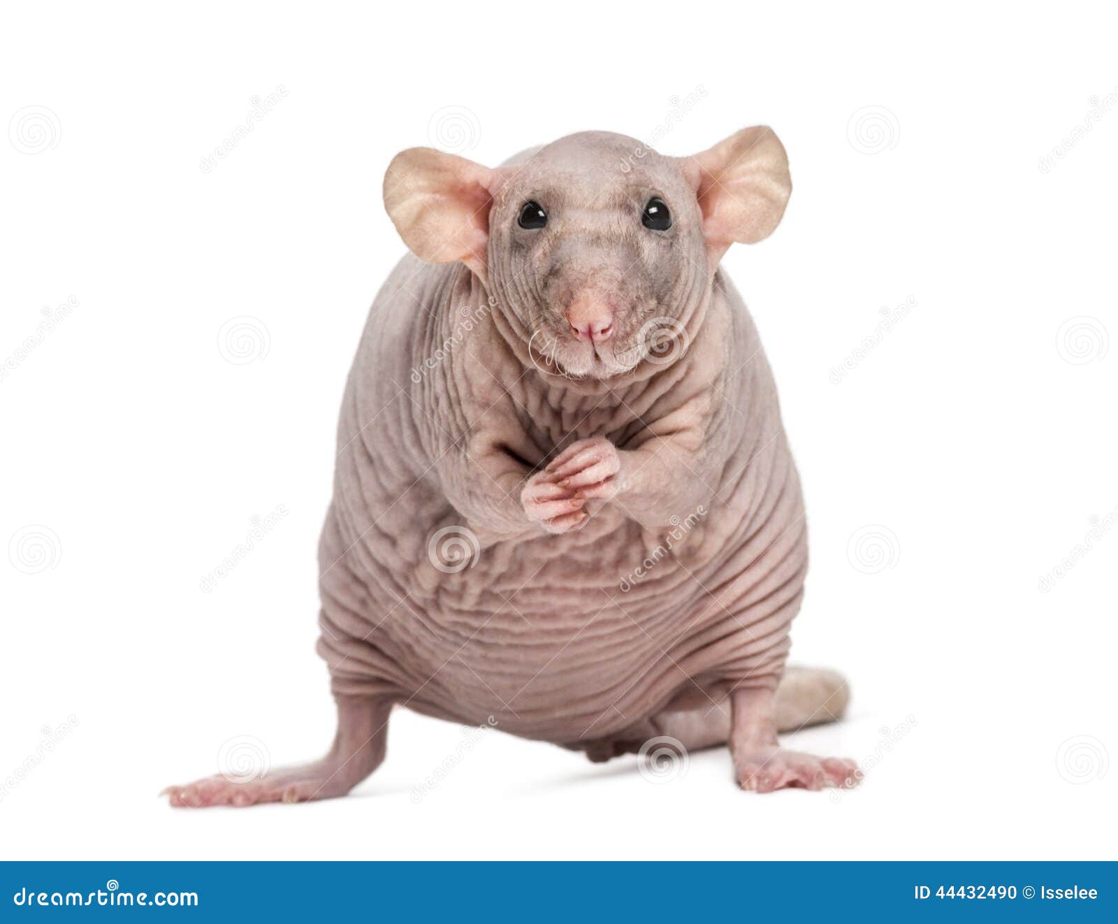 Rata sin pelo (2 años) foto de archivo. Imagen de fondo - 44432490