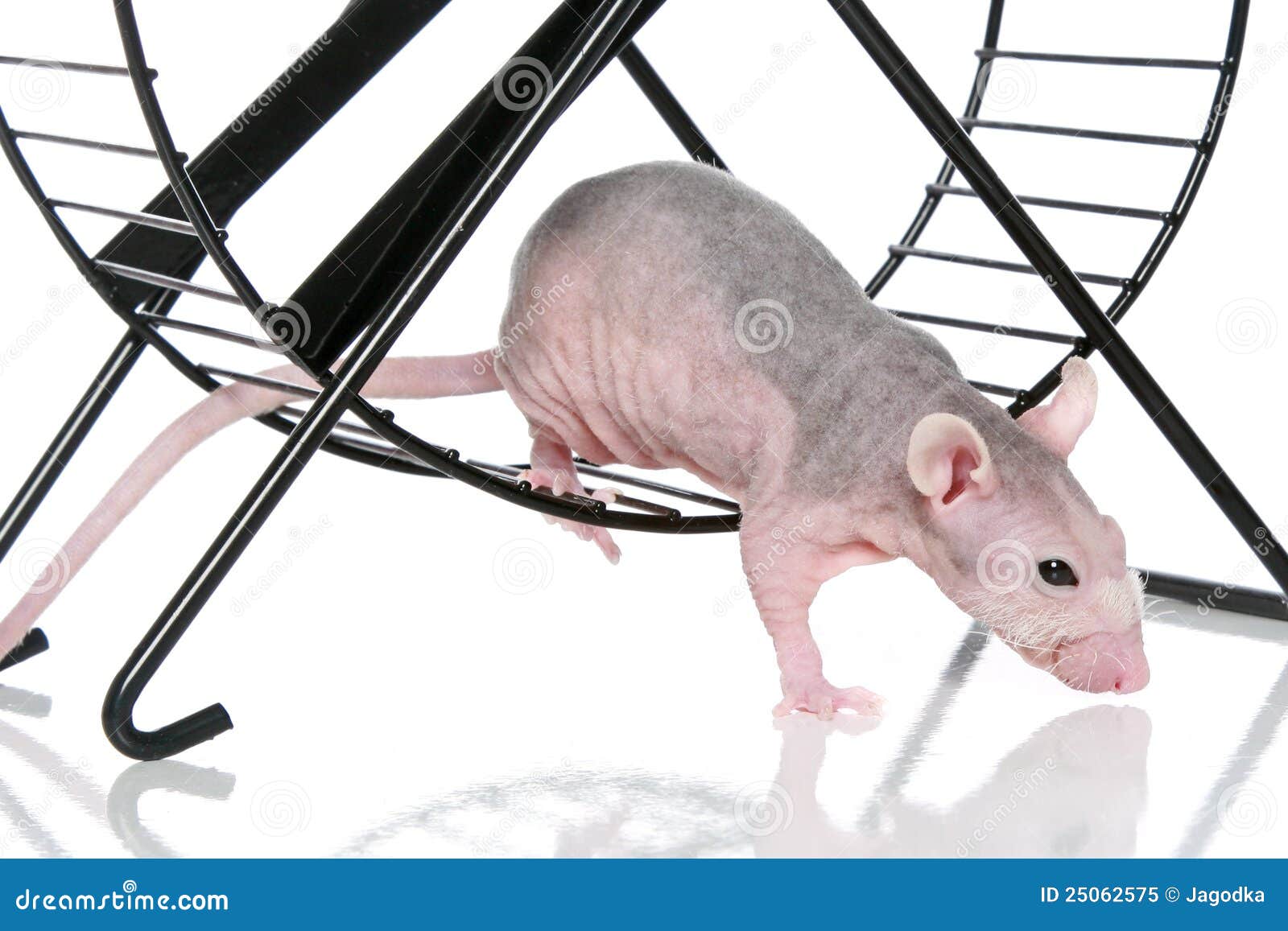 Rata Sin Pelo Del Sphynx Una Rueda Del Ejercicio Imagen de archivo ...