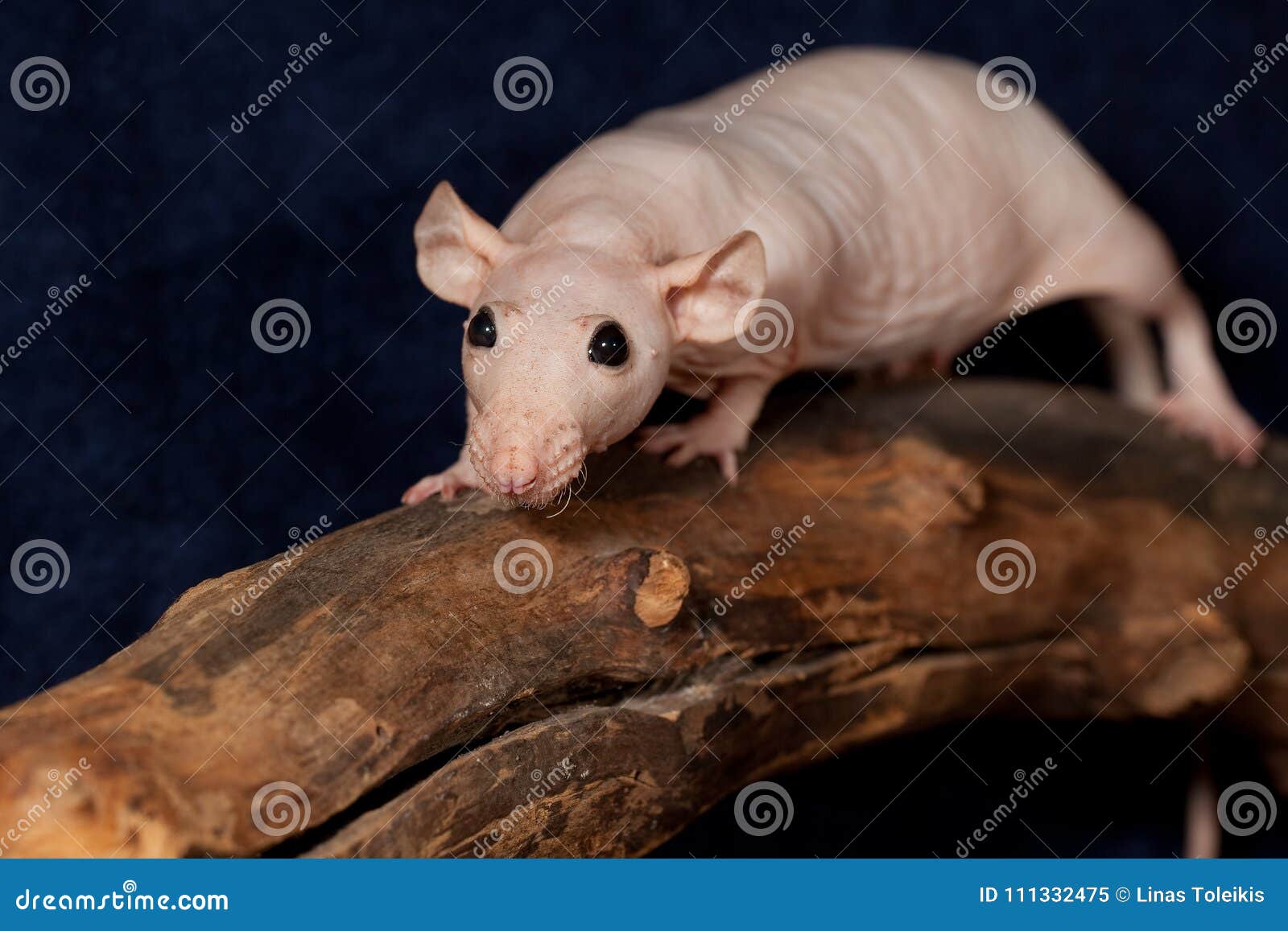Rata Sin Pelo En La Rama Seca Imagen de archivo - Imagen de piel ...