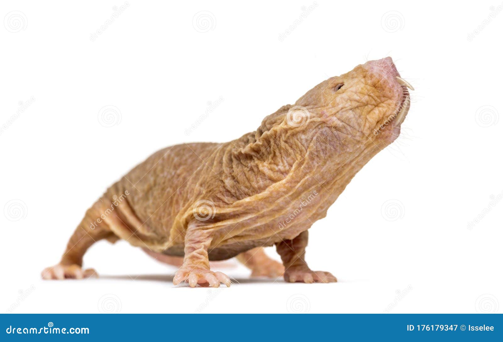 Rata Sin Pelo Molerat Desnuda Aislada En Blanco Imagen de archivo ...