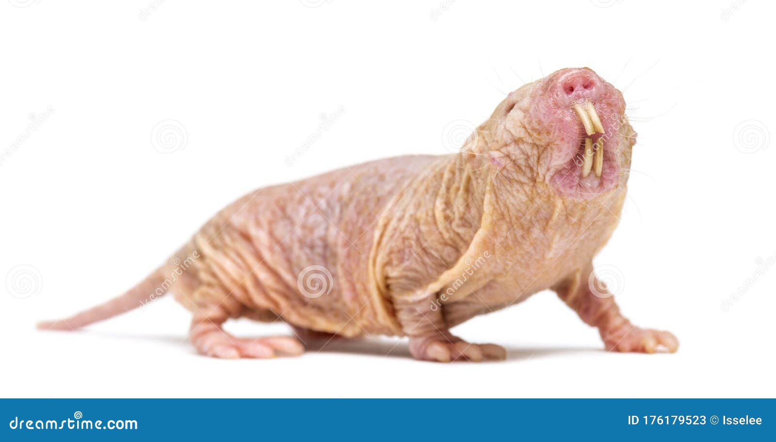 Rata Sin Pelo Molerat Desnuda Aislada En Blanco Imagen de archivo ...
