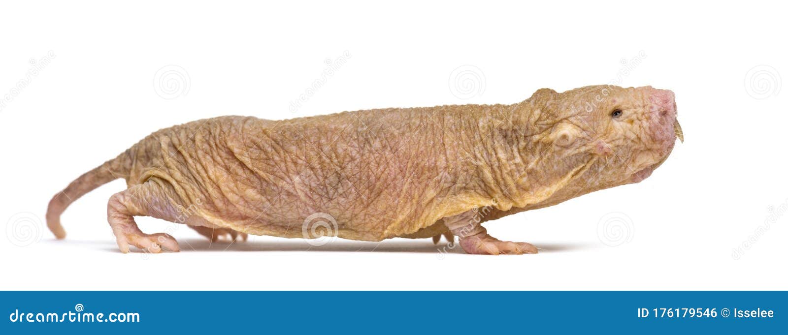 Rata Sin Pelo Molerat Desnuda Aislada En Blanco Foto de archivo ...