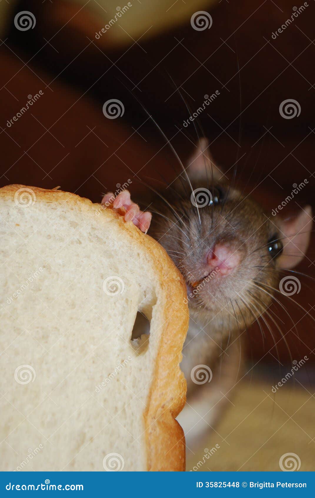 Rata sonriente con pan foto de archivo. Imagen de sonrisa - 35825448