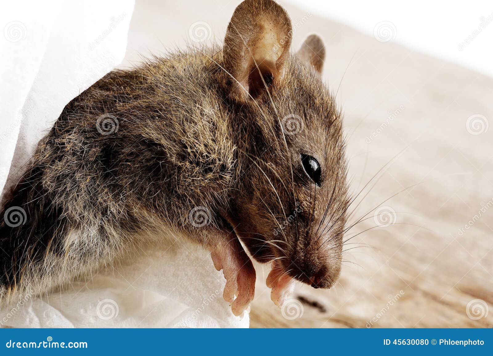 Rata sucia foto de archivo. Imagen de muerto, animal - 45630080