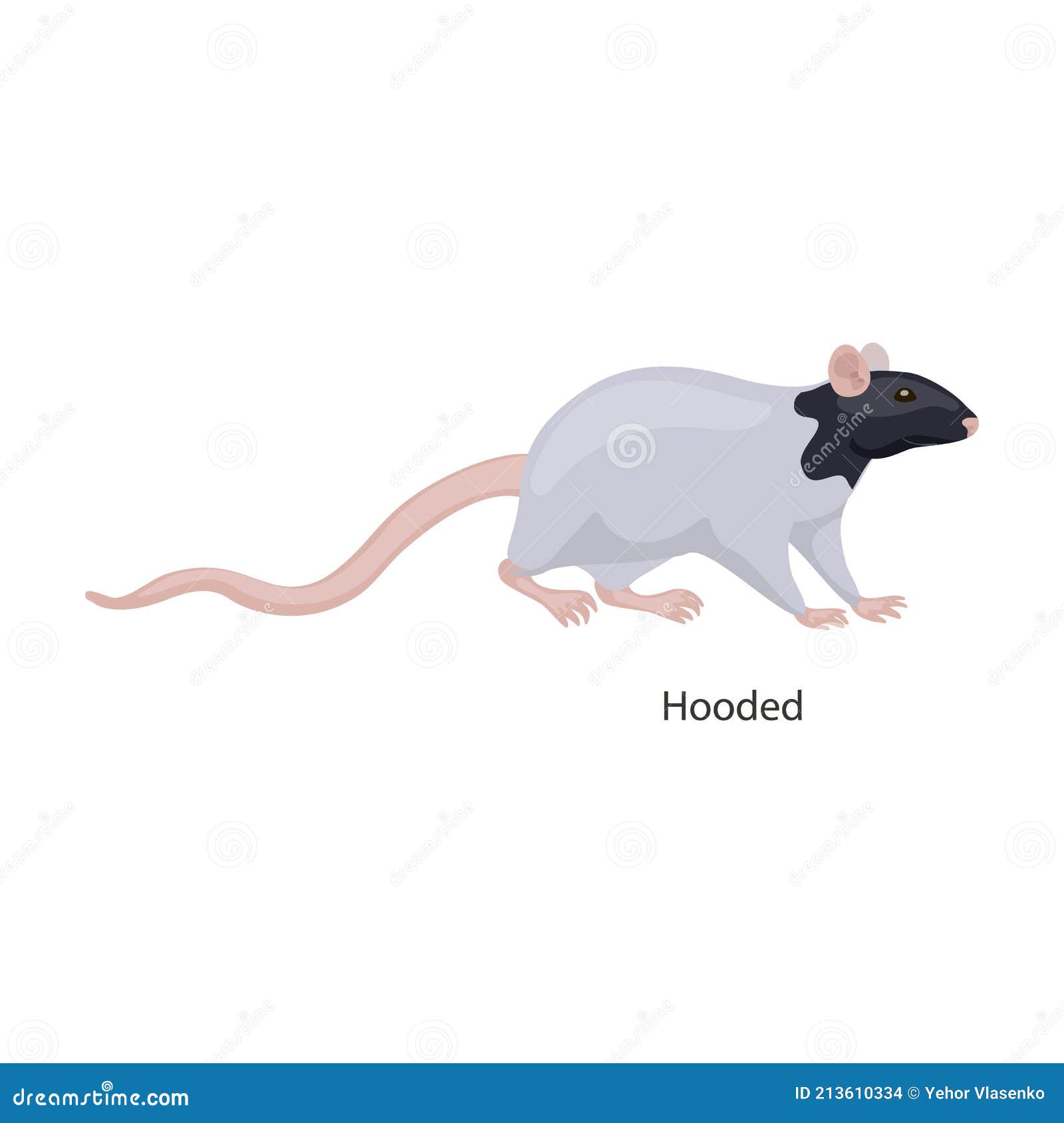 Rata Vector Icono Icono Vector Icono Aislado Sobre Fondo Blanco Rata ...