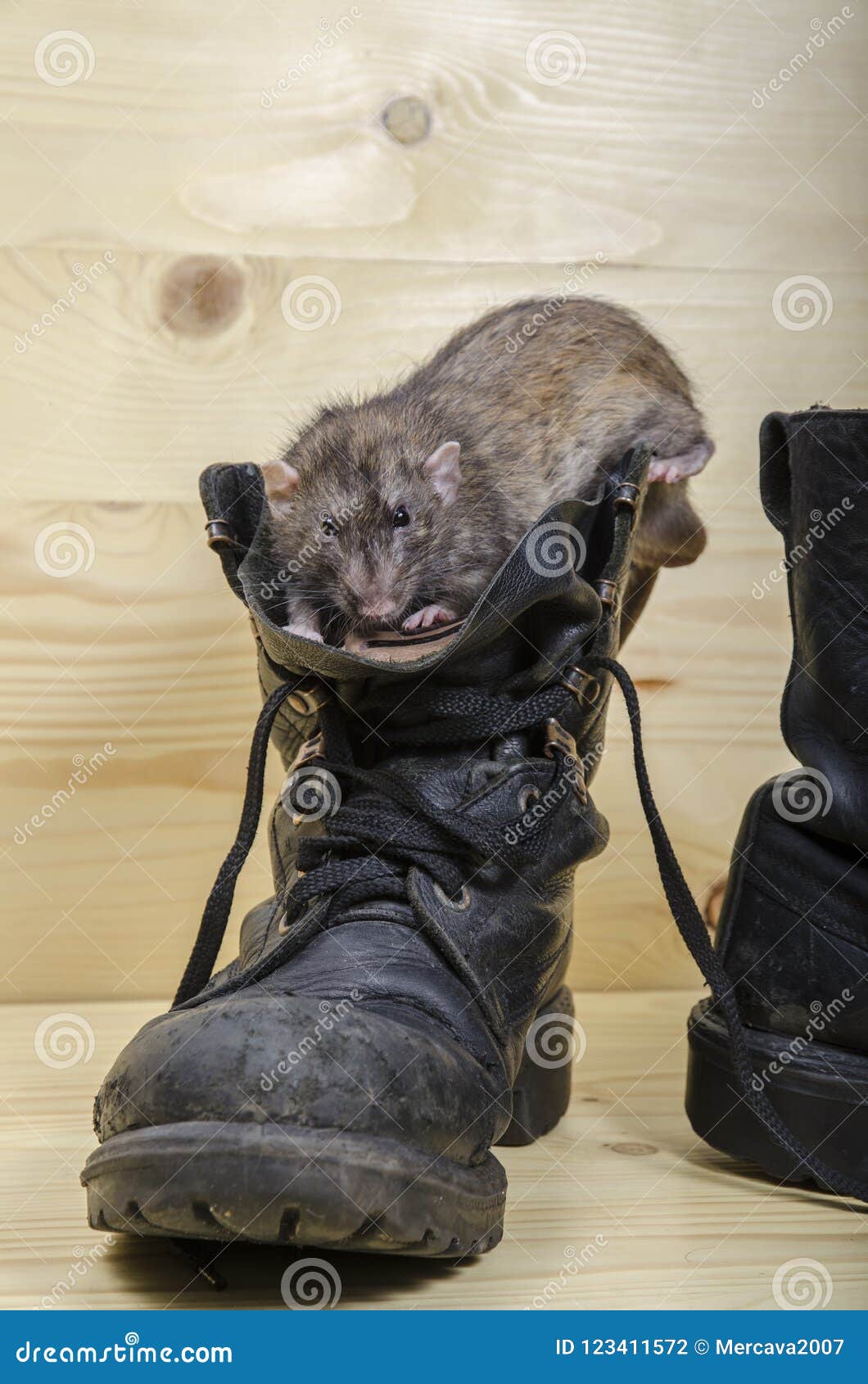 Rata Y Botas Militares Viejas Foto de archivo - Imagen de arranque ...