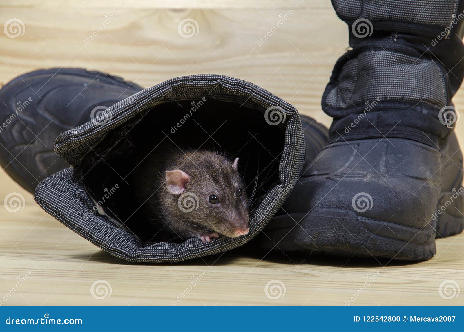 Rata y botas viejas foto de archivo. Imagen de mascotas - 122542800