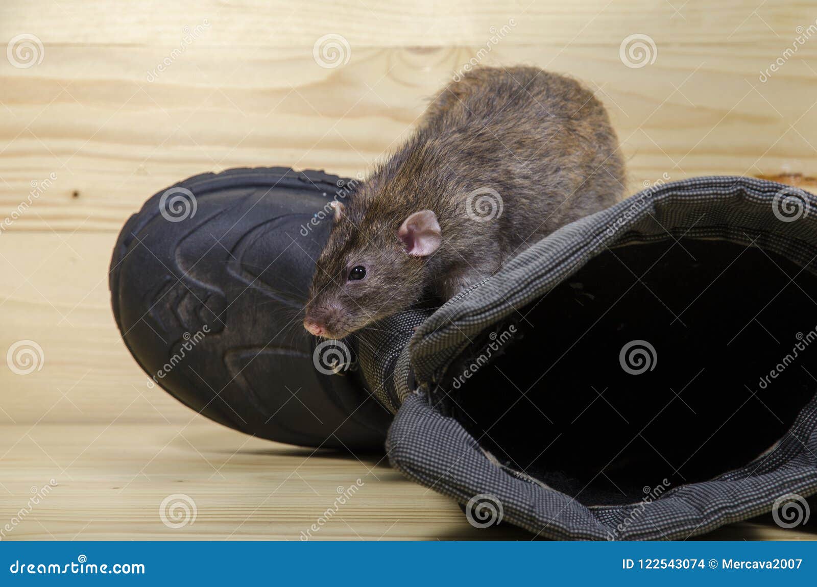 Rata y botas viejas foto de archivo. Imagen de doméstico - 122543074
