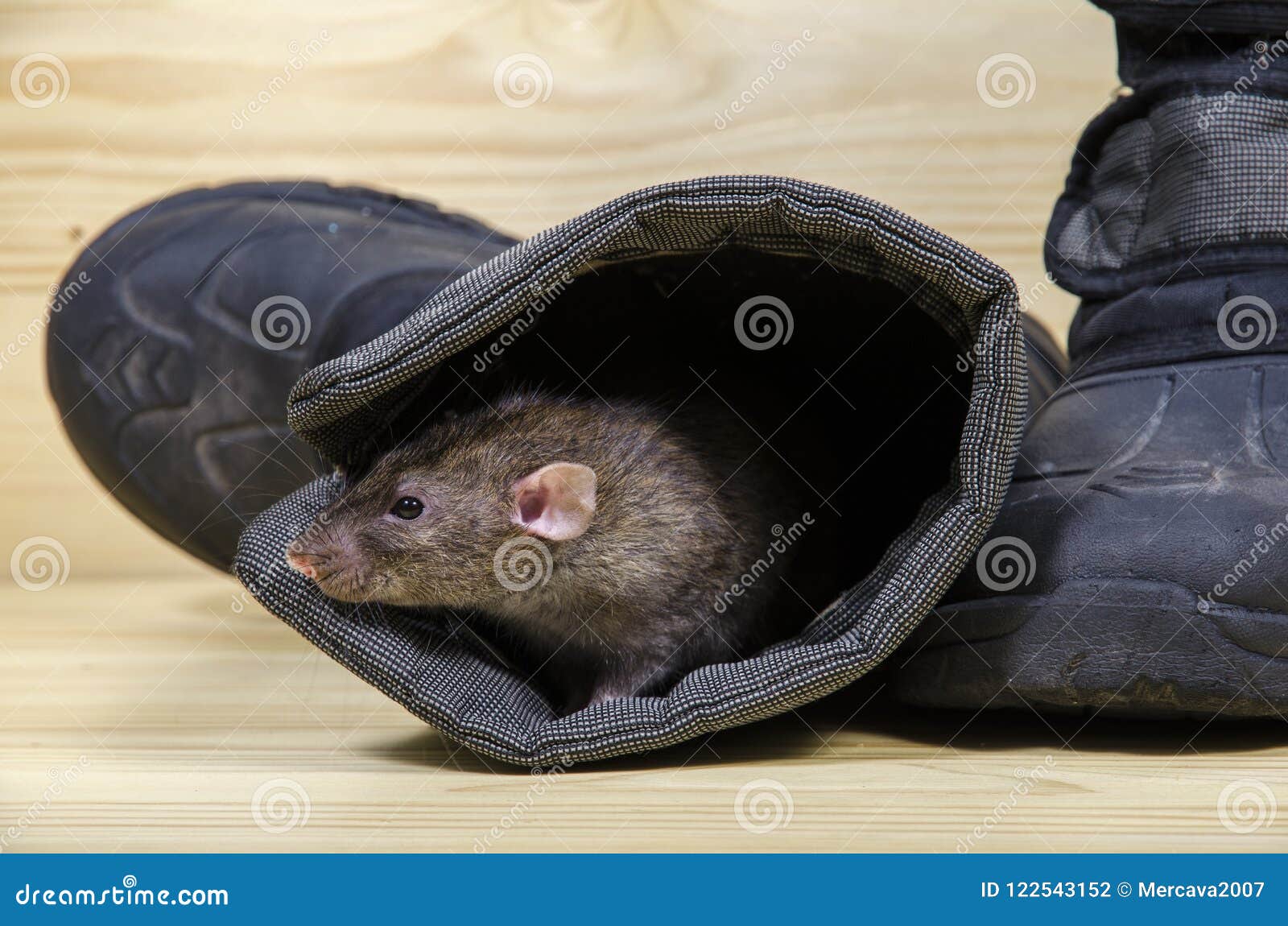 Rata y botas viejas foto de archivo. Imagen de animales - 122543152
