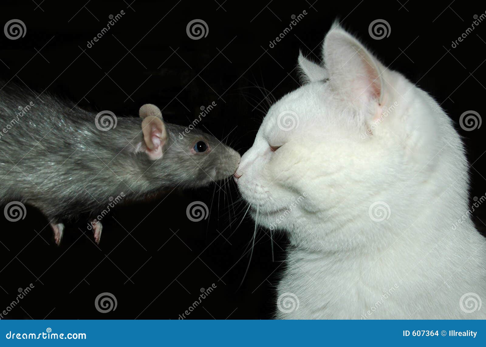 Rata y gato foto de archivo. Imagen de junto, pares, rata - 607364