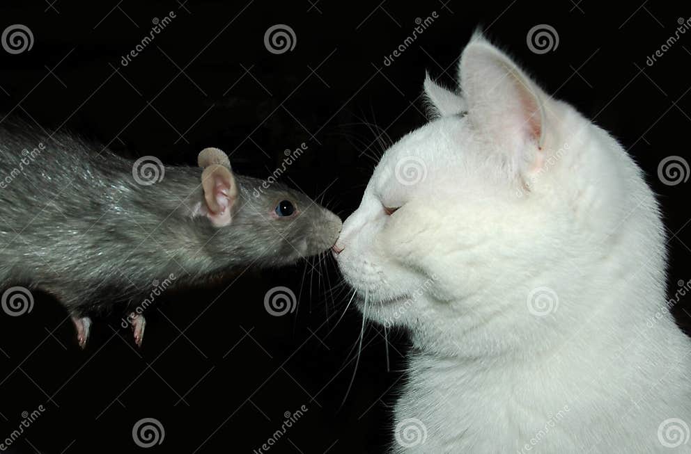 Rata y gato foto de archivo. Imagen de junto, pares, rata - 607364