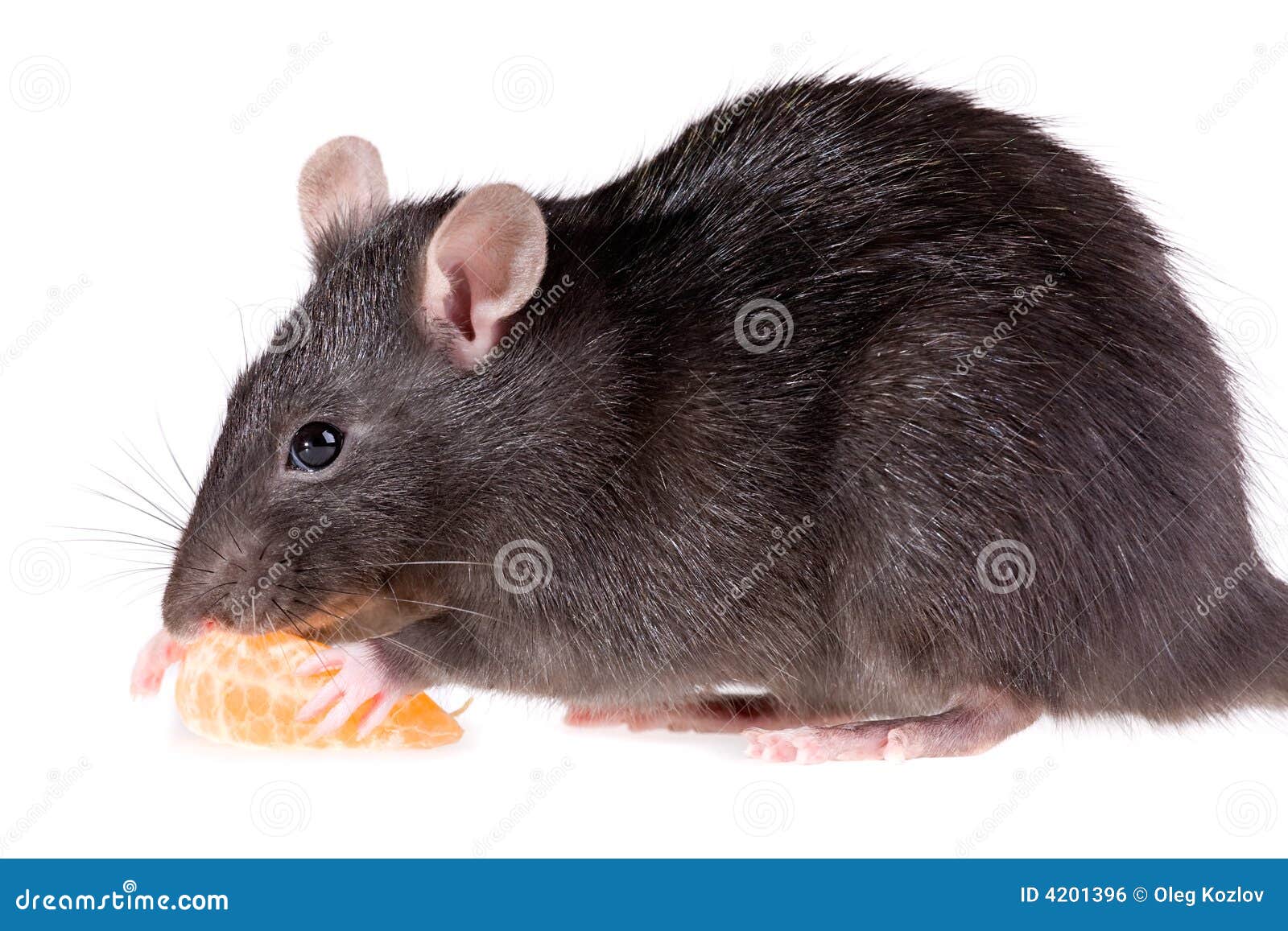 Rata y mandarina foto de archivo. Imagen de pata, barba - 4201396