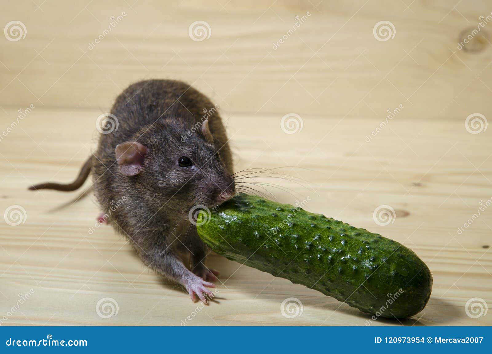 Rata y pepino foto de archivo. Imagen de animal, cubo - 120973954