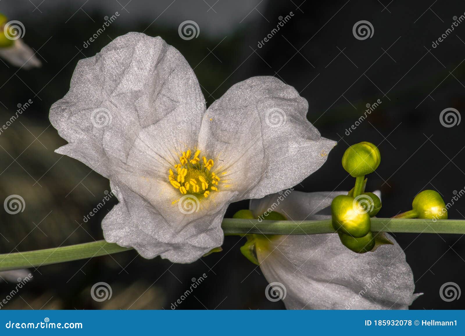 Rataj Flower stock photo. Image of beautiful, bright - 185932078