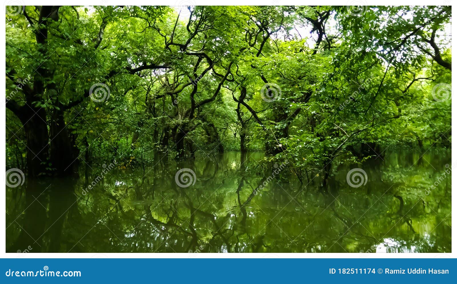 Ratargul swamp forest stock photo. Image of deciduous - 182511174