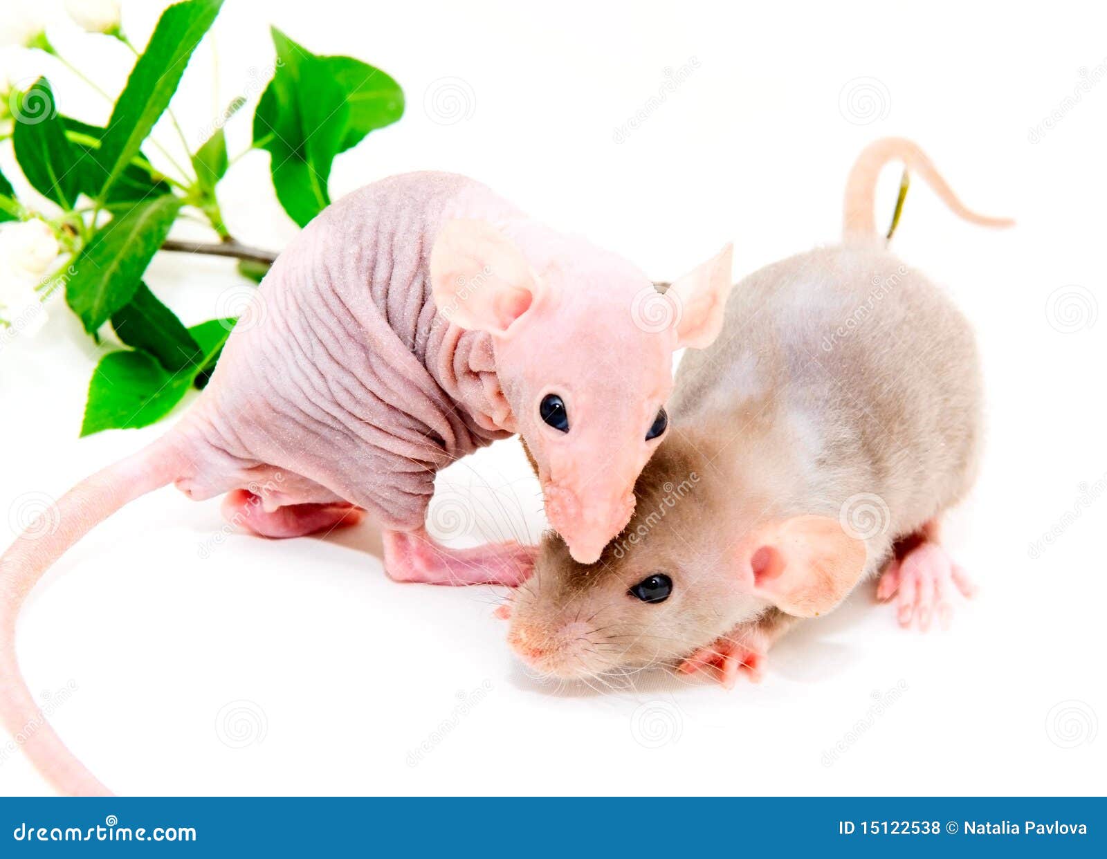 Ratas foto de archivo. Imagen de rata, rosa, calvo, hairless - 15122538