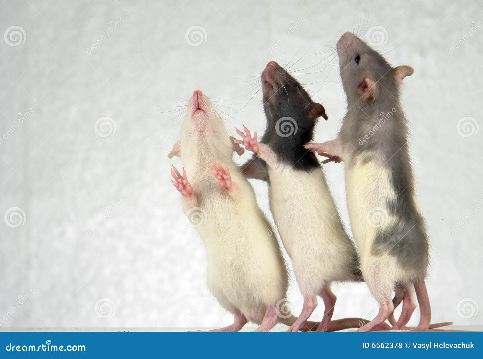 Ratas foto de archivo. Imagen de mascota, coma, lindo - 6562378