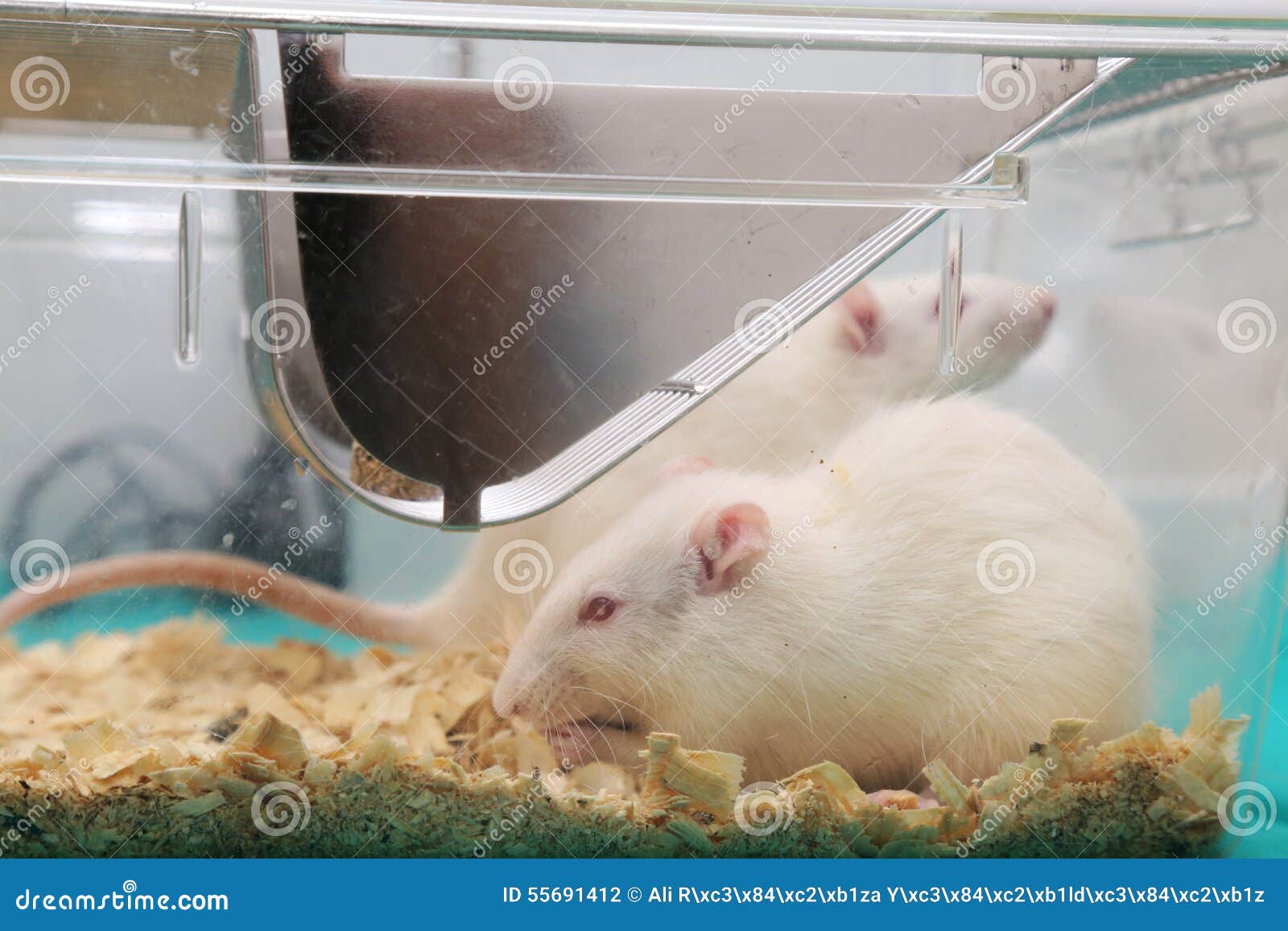 Ratas Blancas Del Laboratorio (del Albino) Foto de archivo - Imagen de ...