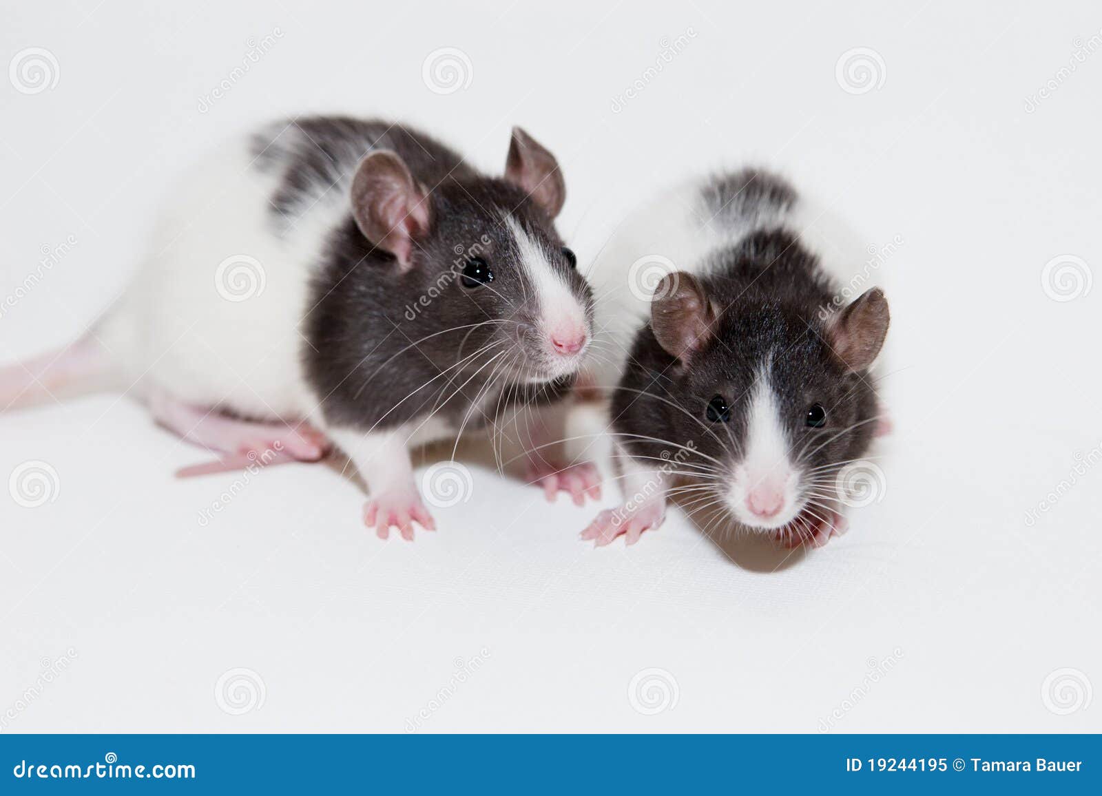 Ratas del bebé imagen de archivo. Imagen de cara, animal - 19244195