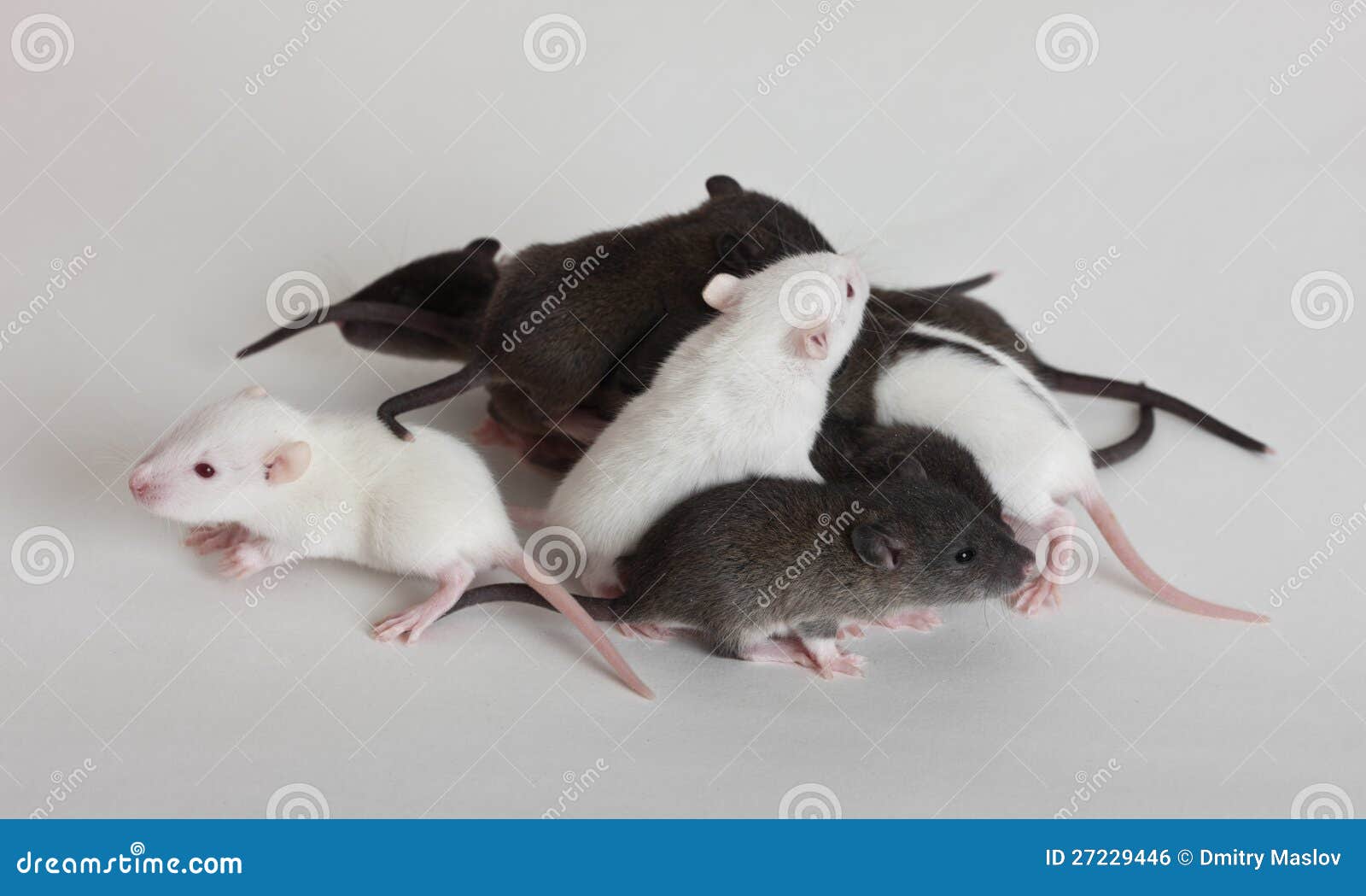 Ratas del bebé foto de archivo. Imagen de lindo, estudio - 27229446
