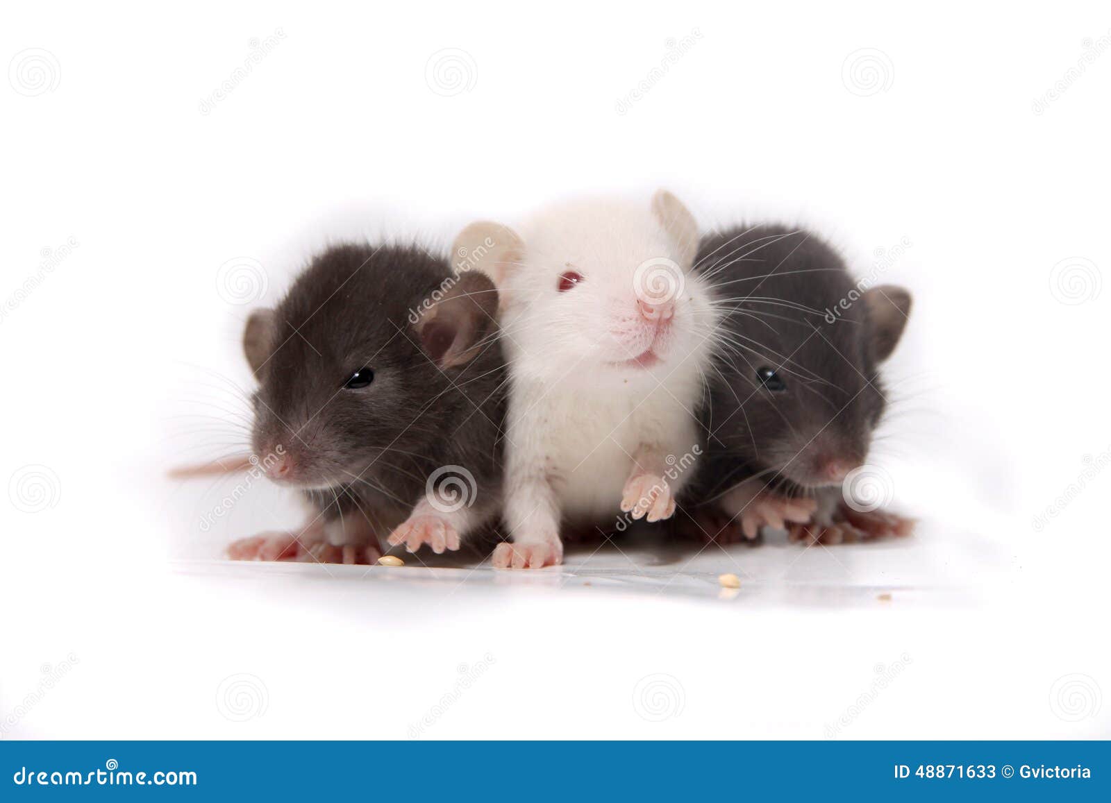 Ratas del bebé imagen de archivo. Imagen de animales - 48871633