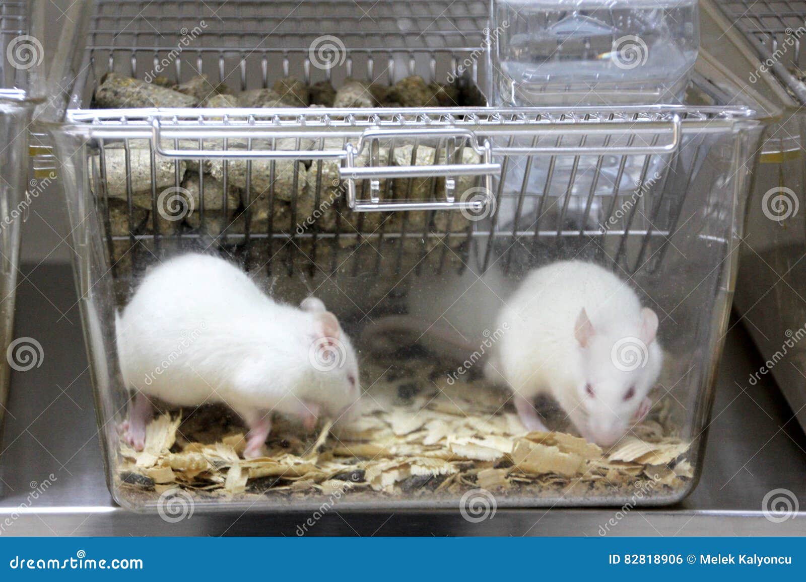 Ratas del laboratorio foto de archivo. Imagen de primer - 82818906