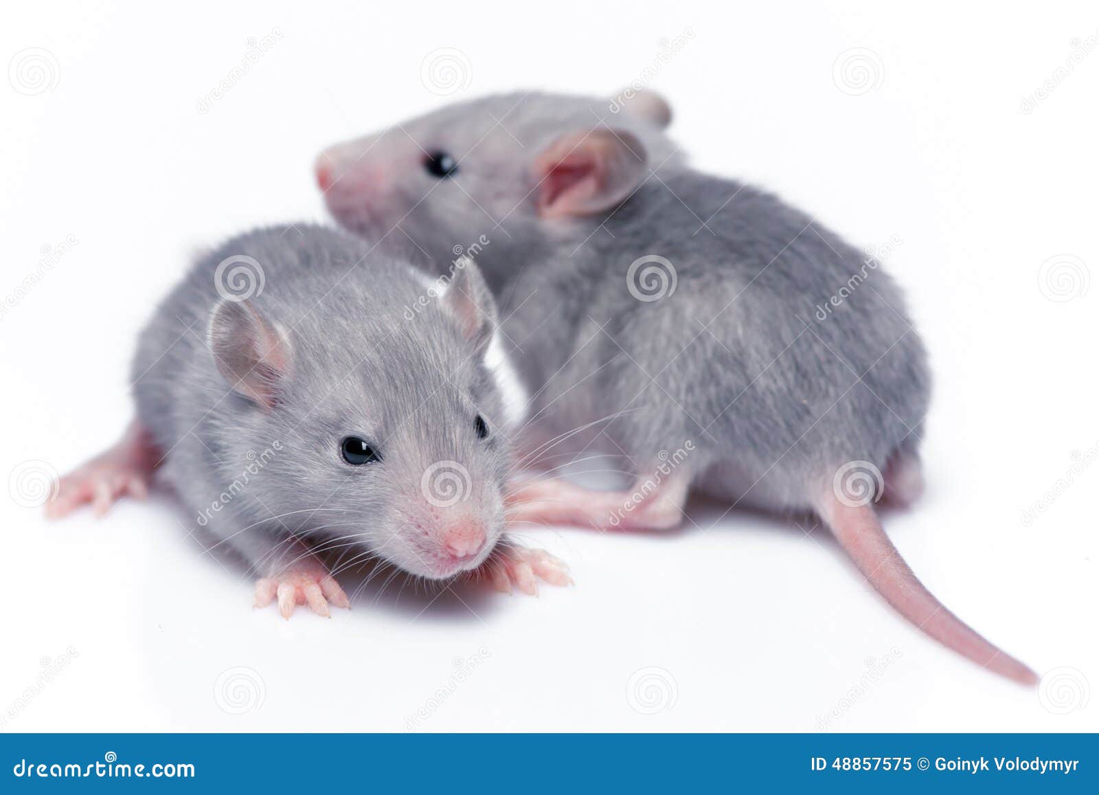 Ratas lindas del bebé imagen de archivo. Imagen de fondo - 48857575