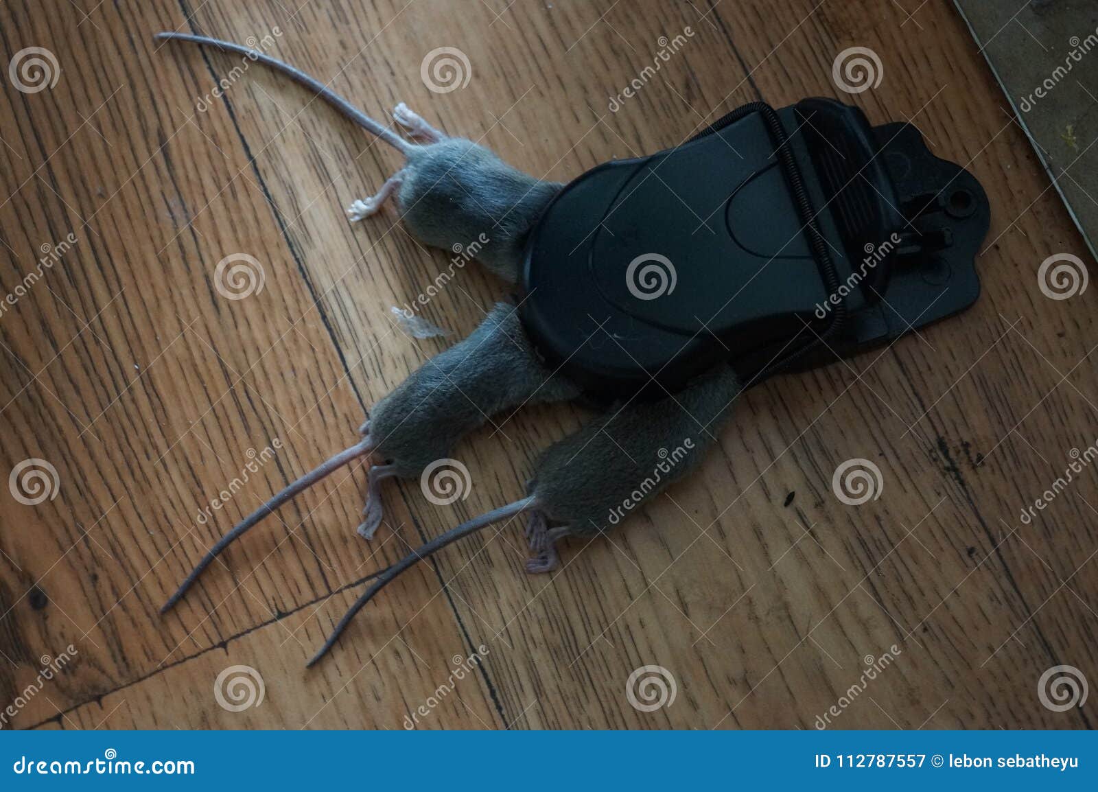 Ratas muertas imagen de archivo. Imagen de muerto, cubo - 112787557