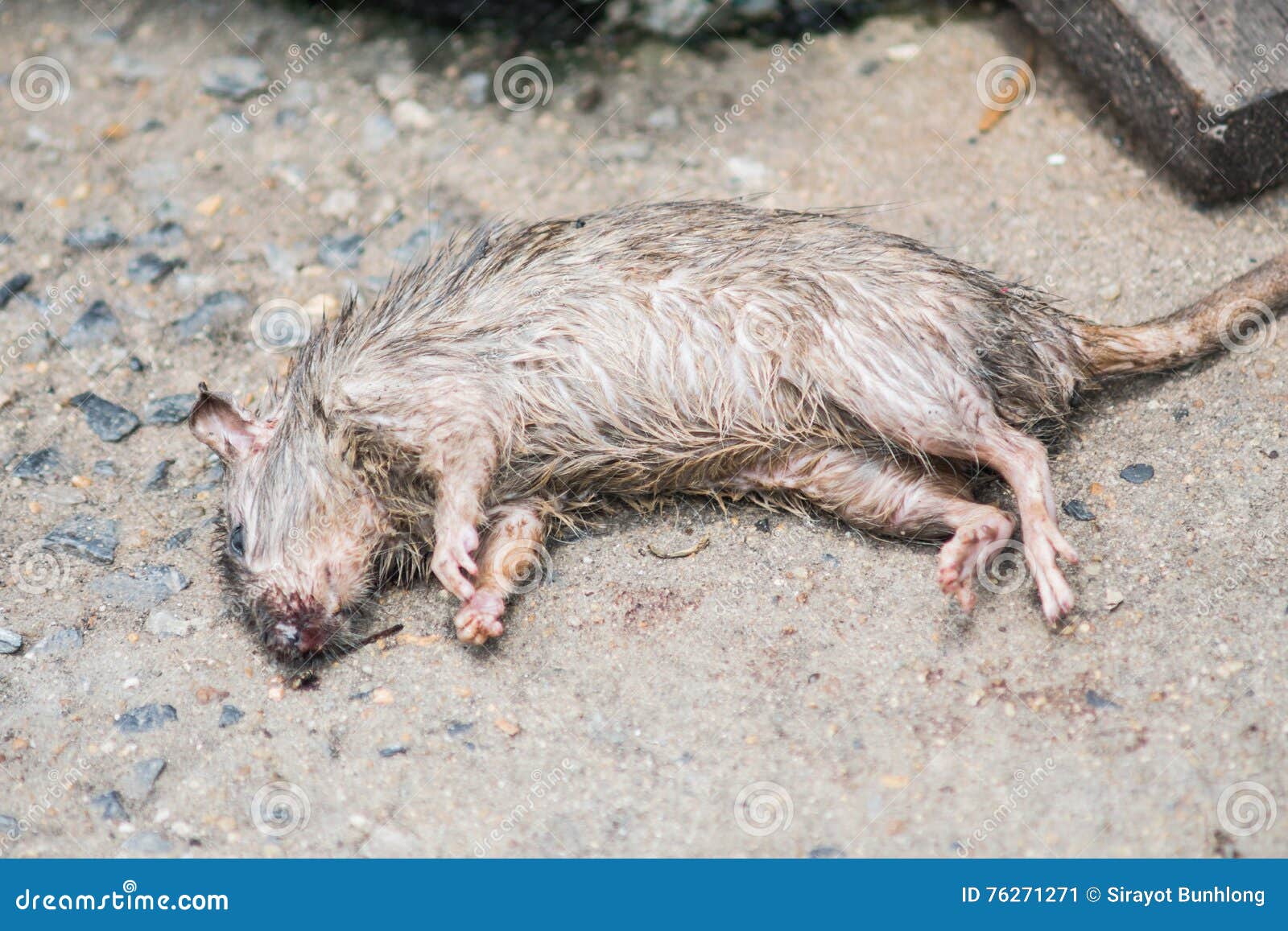 Ratas muertas en piso imagen de archivo. Imagen de rata - 76271271