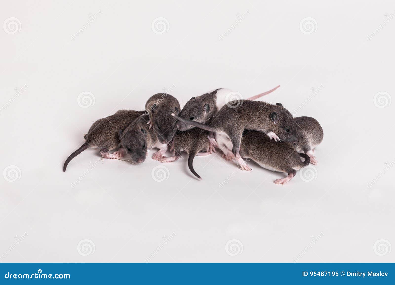 Ratas Muy Pequeñas Del Bebé Foto de archivo - Imagen de bebé, primer ...