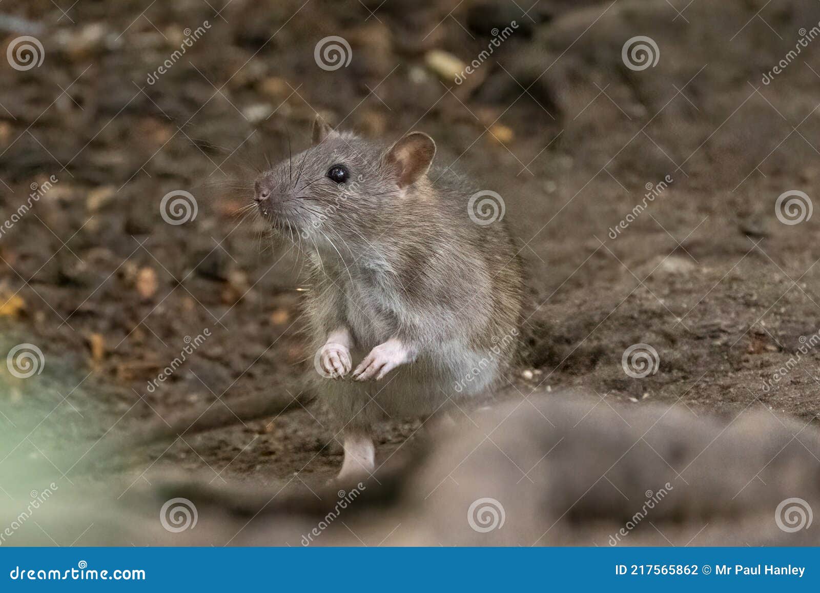 2 Ratas Pardas Corren a Lo Largo Del Suelo Del Bosque Foto de archivo ...