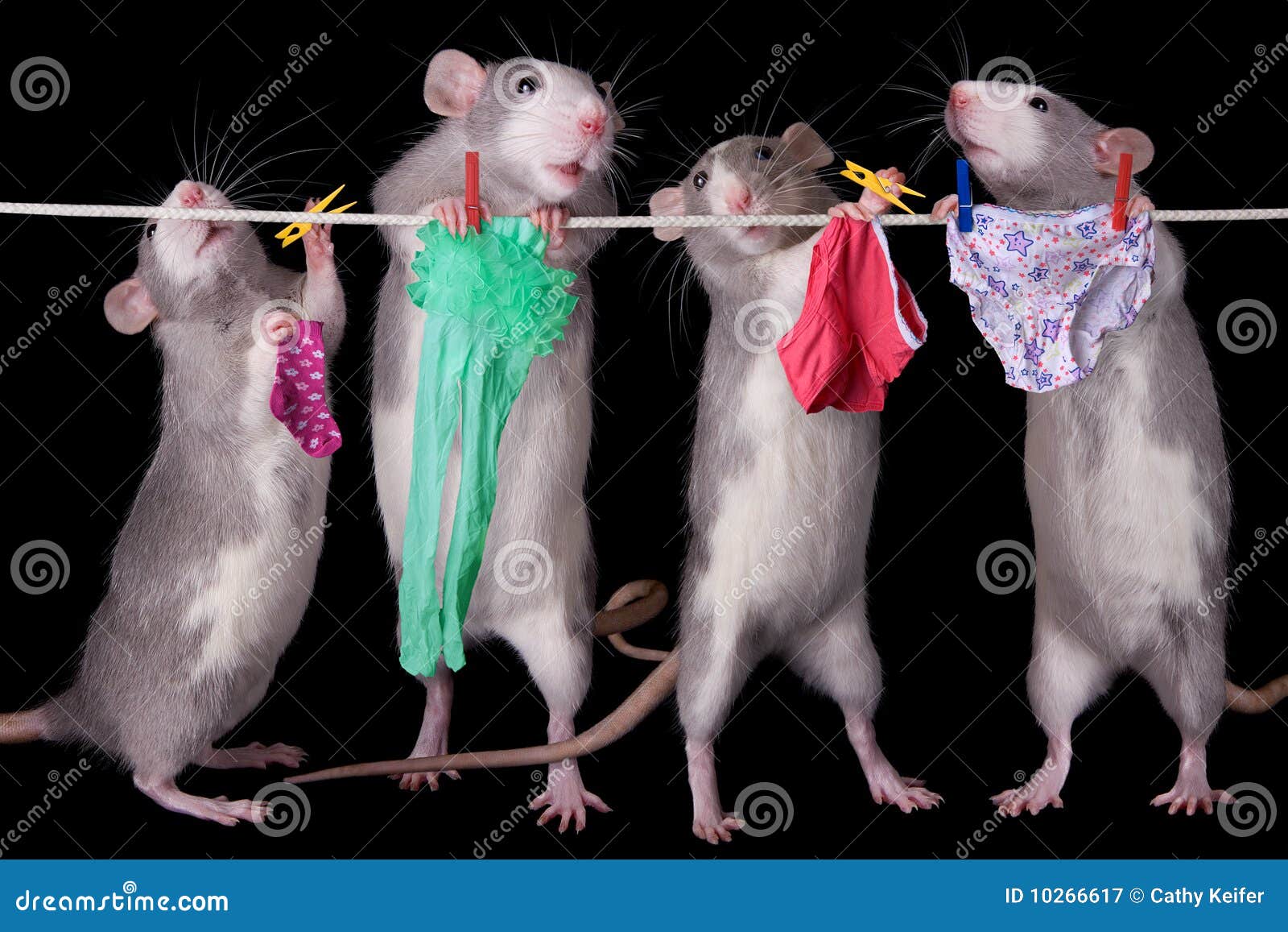 Ratas Que Cuelgan El Lavadero Imagen de archivo - Imagen de rata ...