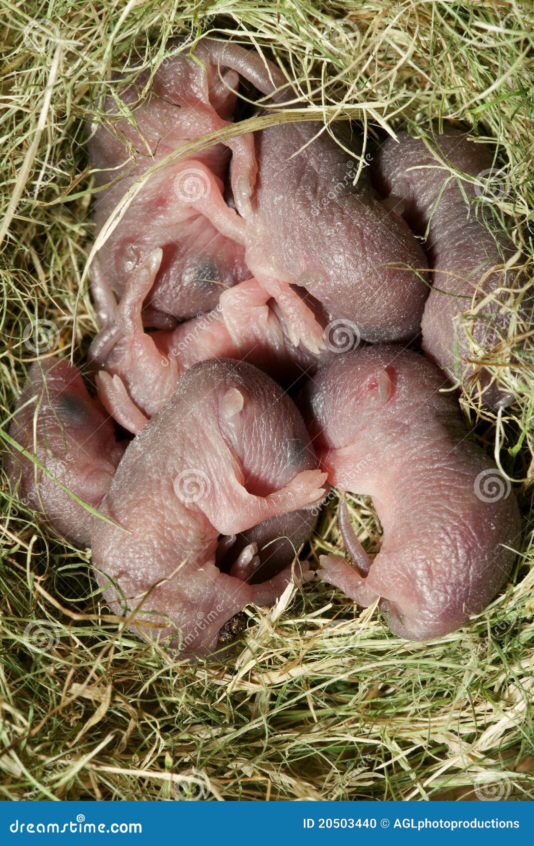 Ratas recién nacidas foto de archivo. Imagen de infantes - 20503440