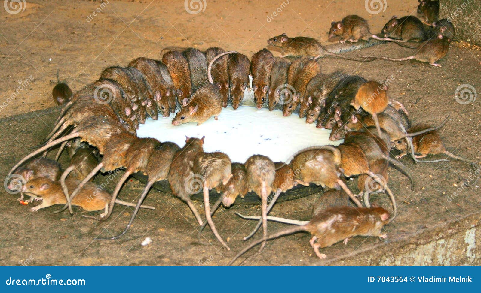 Ratas sagradas foto de archivo. Imagen de extremo, anillo - 7043564