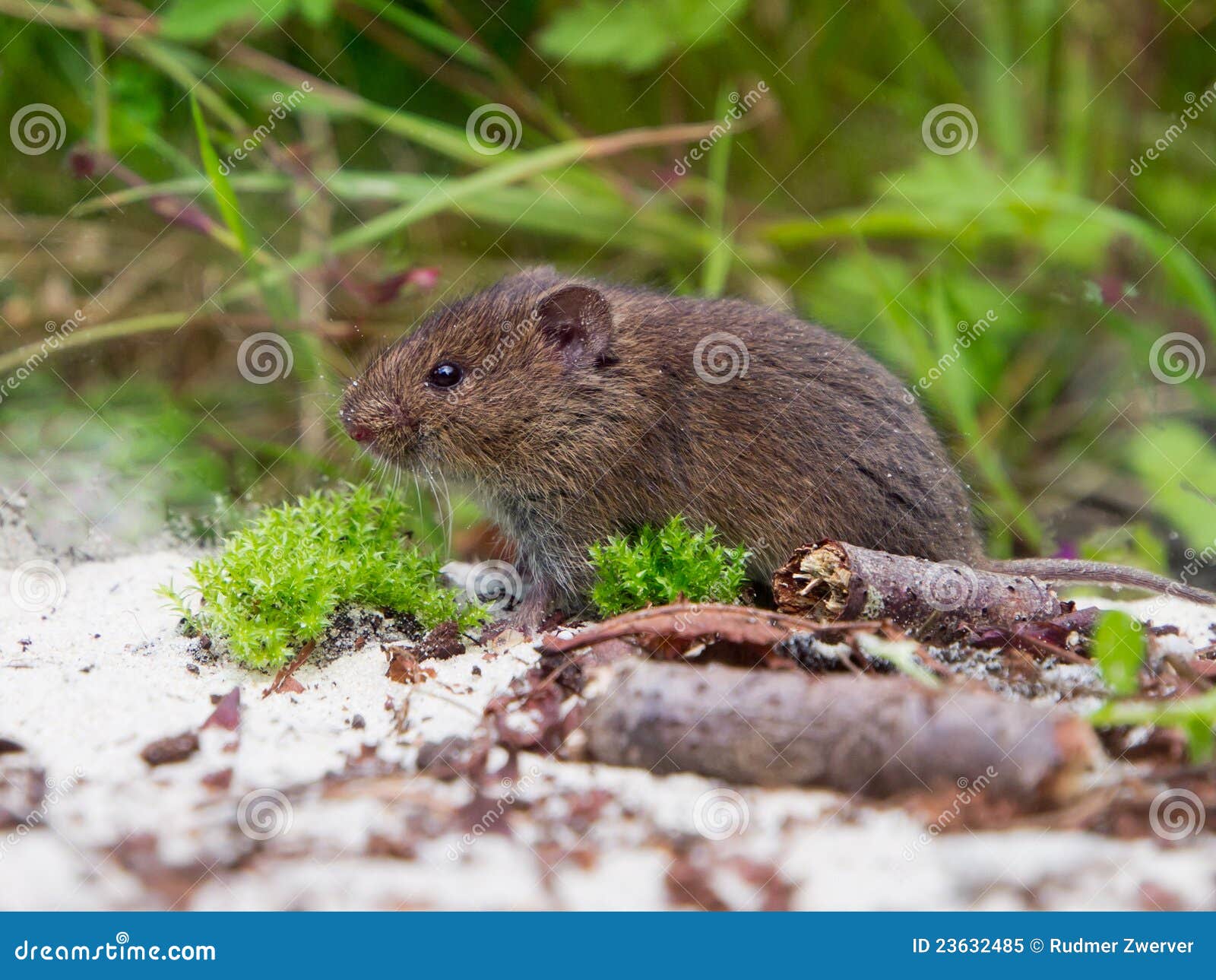 Ratazana Comum (arvalis Do Microtus) Imagem de Stock - Imagem de ...