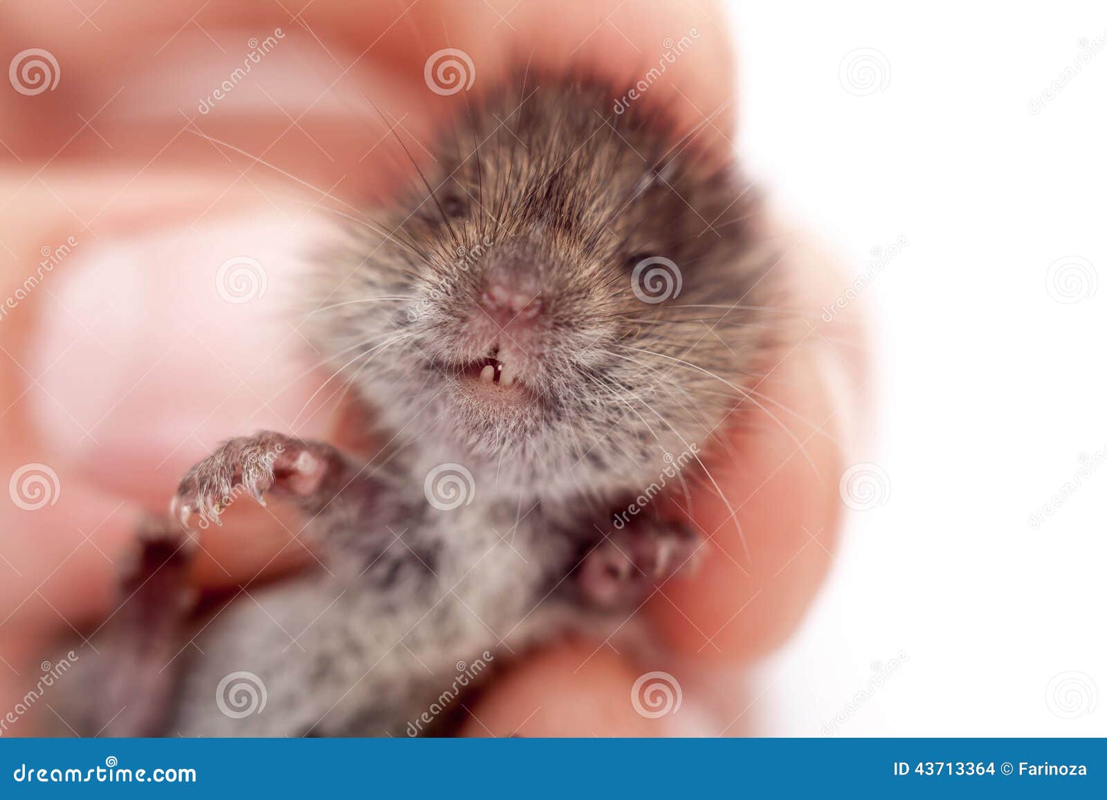 Ratazana Comum, 3 Semanas Velha, No Branco Foto de Stock - Imagem de ...