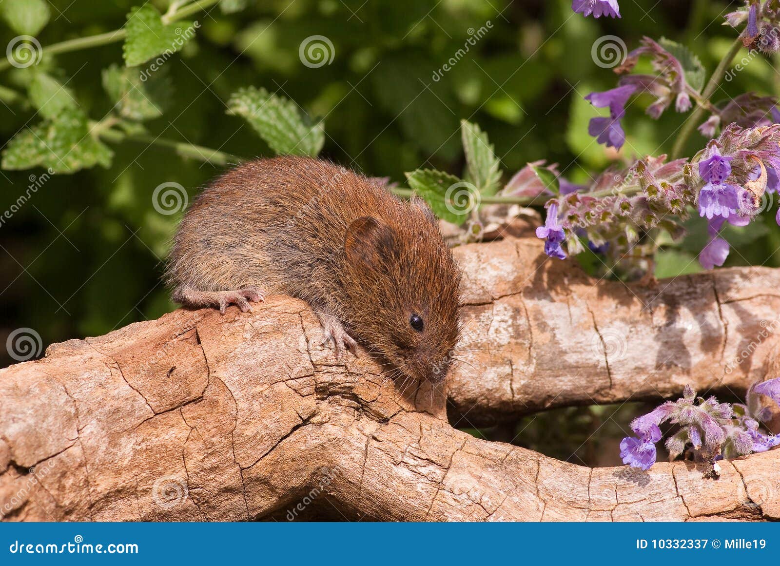 Ratazana do campo imagem de stock. Imagem de campo, jardim - 10332337