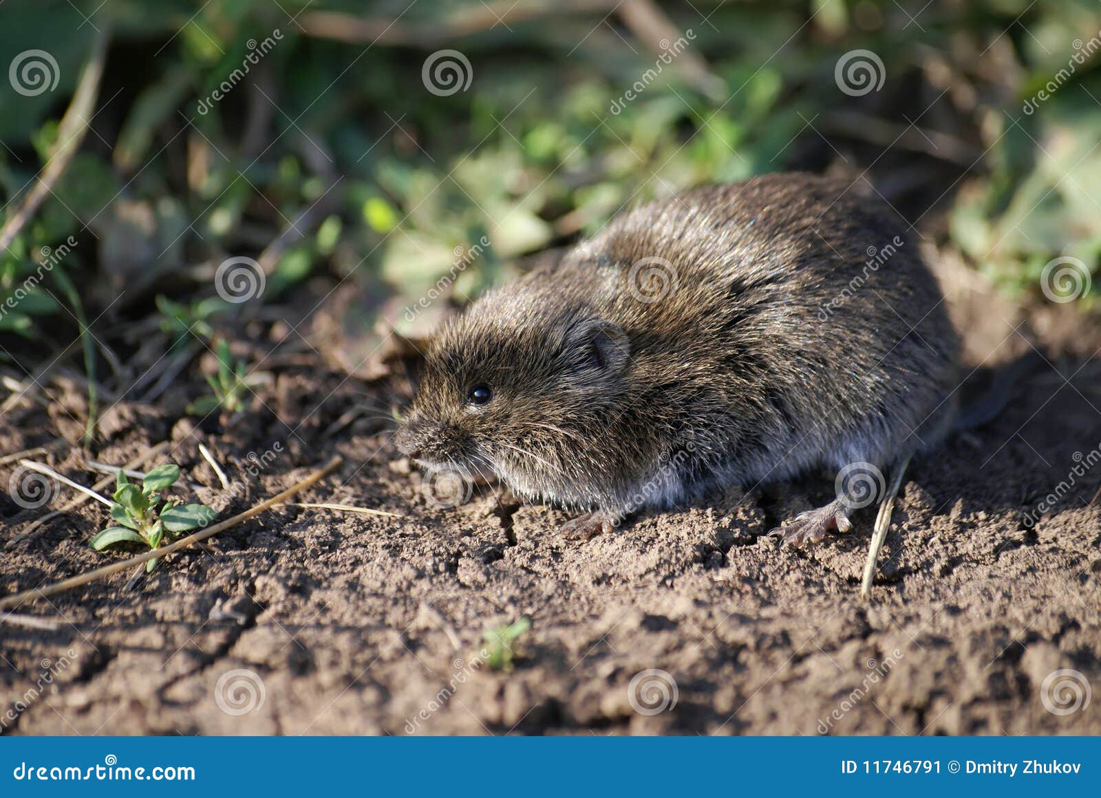 Ratazana do campo imagem de stock. Imagem de selvagem - 11746791