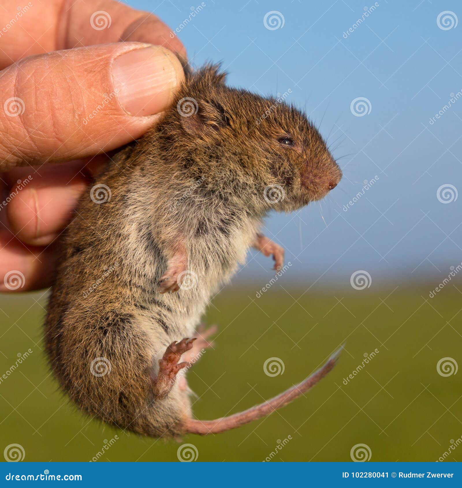 Ratazana Do Campo Mantida Disponivel Imagem de Stock - Imagem de grama ...