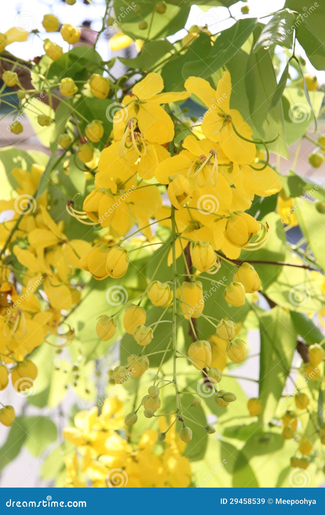 Ratchaphruek trees. stock image. Image of trees, laburnum - 29458539