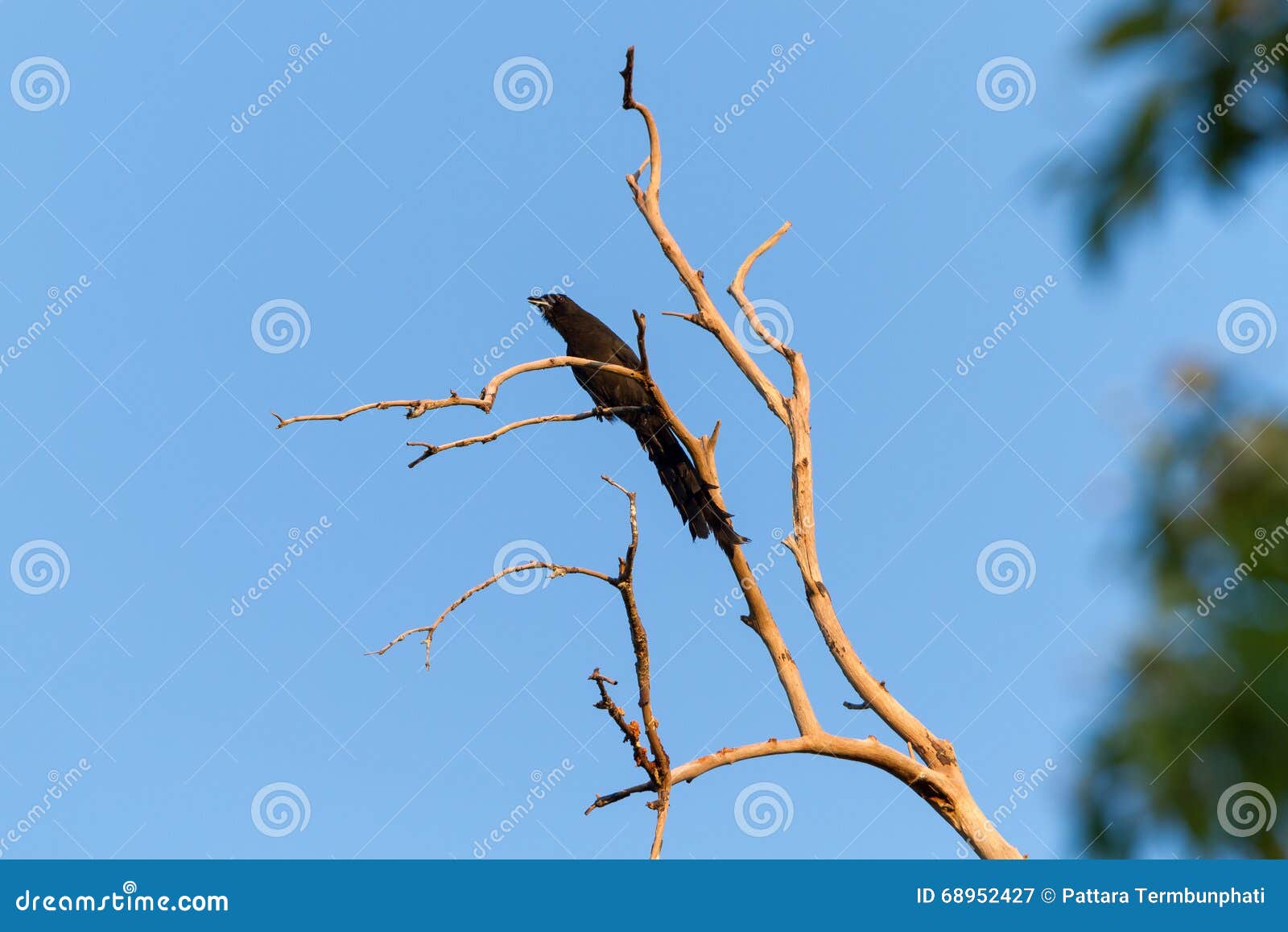 Ratchet-tailed Treepie stock image. Image of gorgeous - 68952427