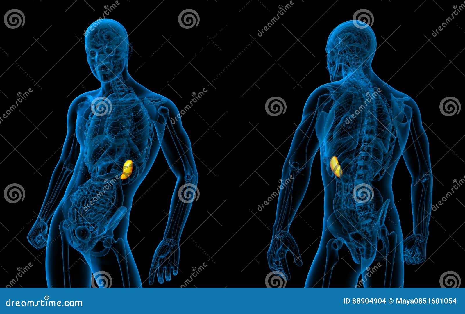 Rate illustration stock. Illustration du santé, organe - 88904904