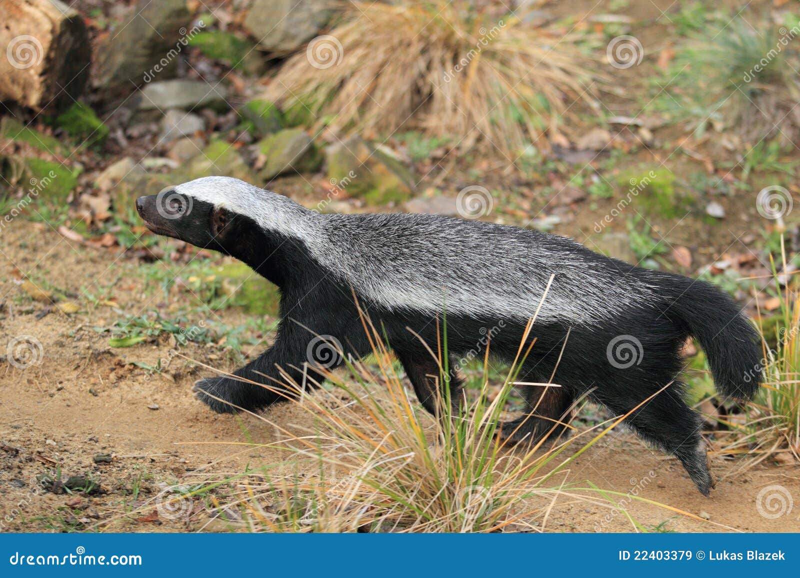Ratel stock image. Image of adult, mellivora, wildlife - 22403379
