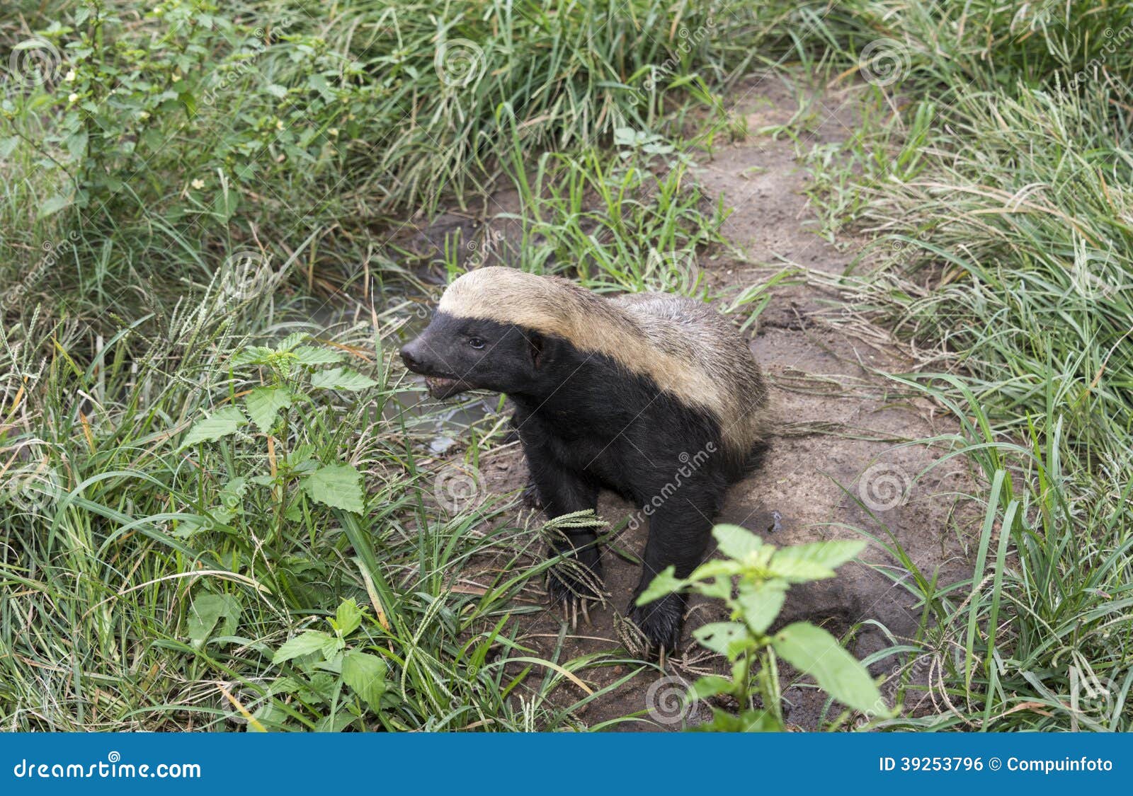 Ratel africano de la miel foto de archivo. Imagen de relajante - 39253796