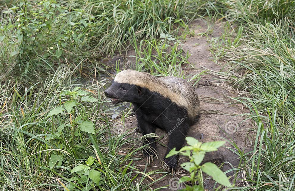 Ratel africano do mel foto de stock. Imagem de africano - 39253796