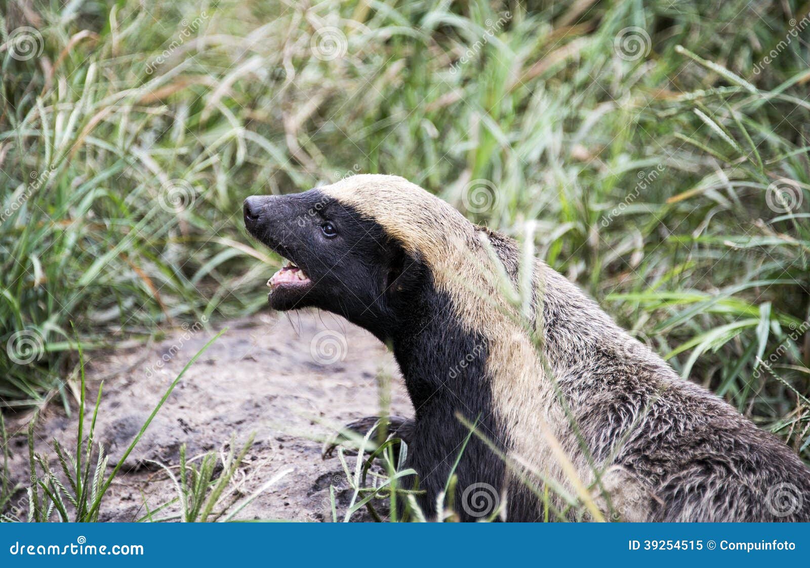 Ratel africano do mel imagem de stock. Imagem de doninhas - 39254515