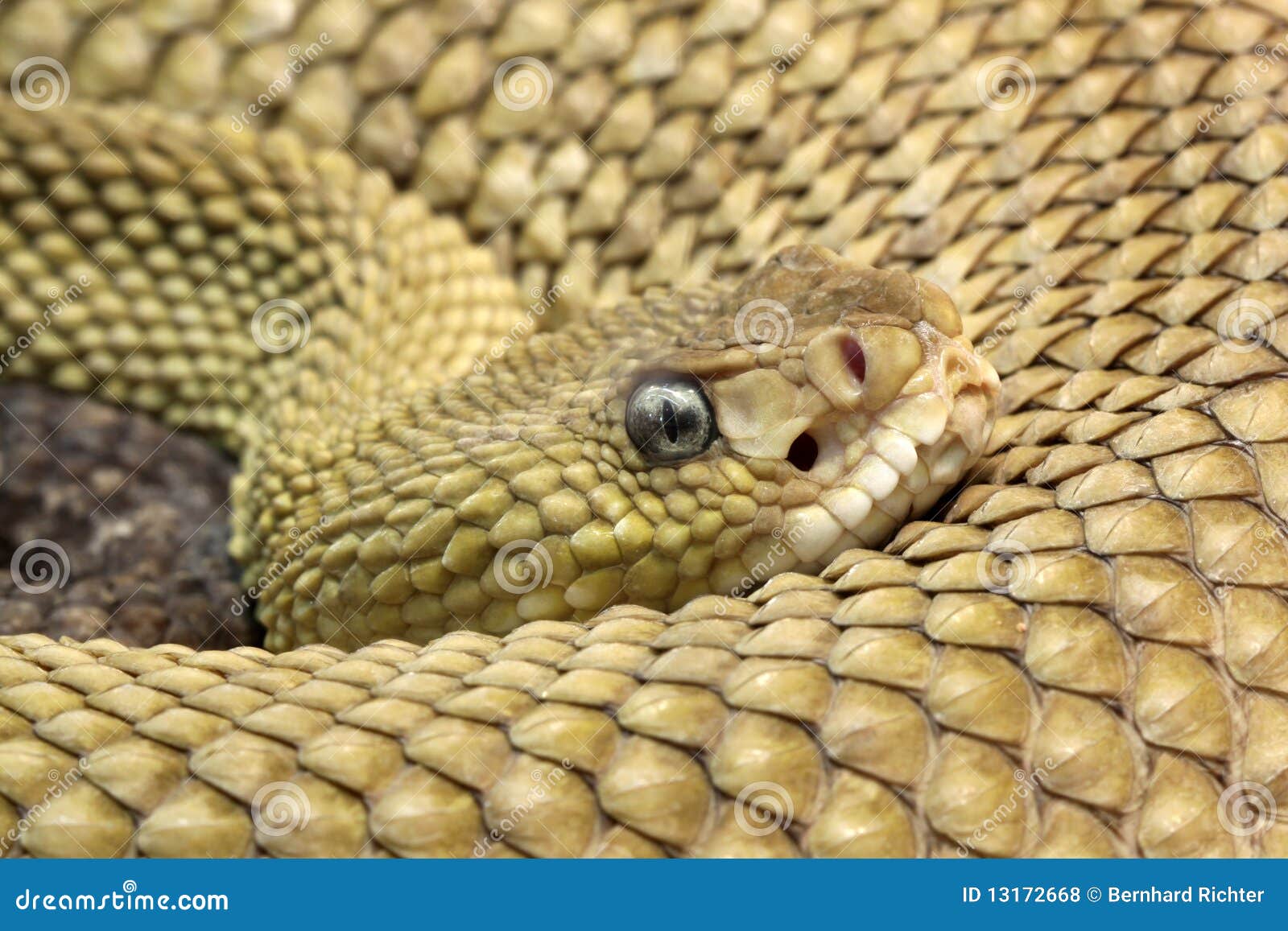 Ratelslang Royalty-vrije Stock Foto's - Beeld: 13172668