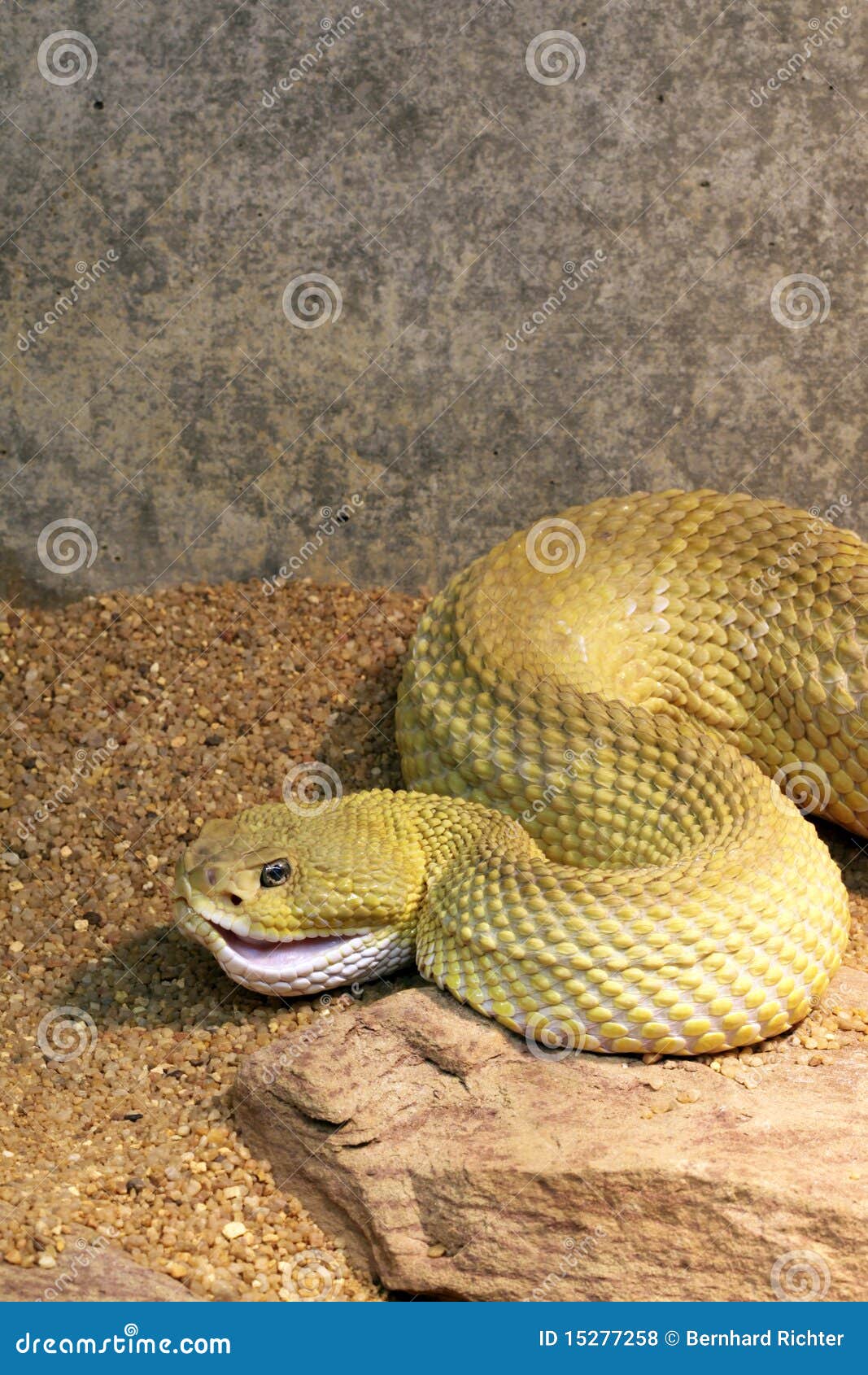 Ratelslang stock foto. Image of geluid, slang, woestijn - 15277258