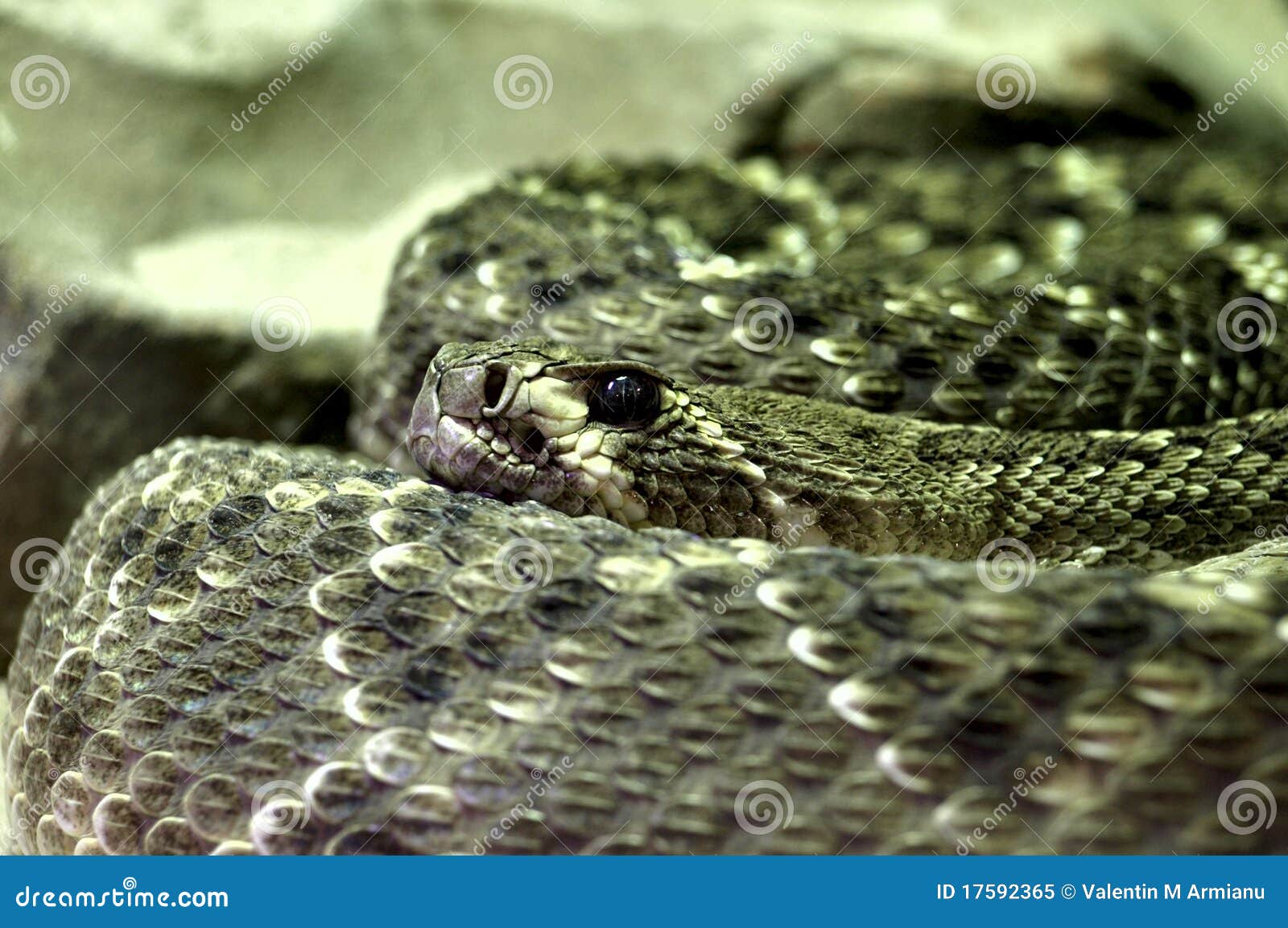 Ratelslang stock afbeelding. Image of nave, reptiel, hoektanden - 17592365