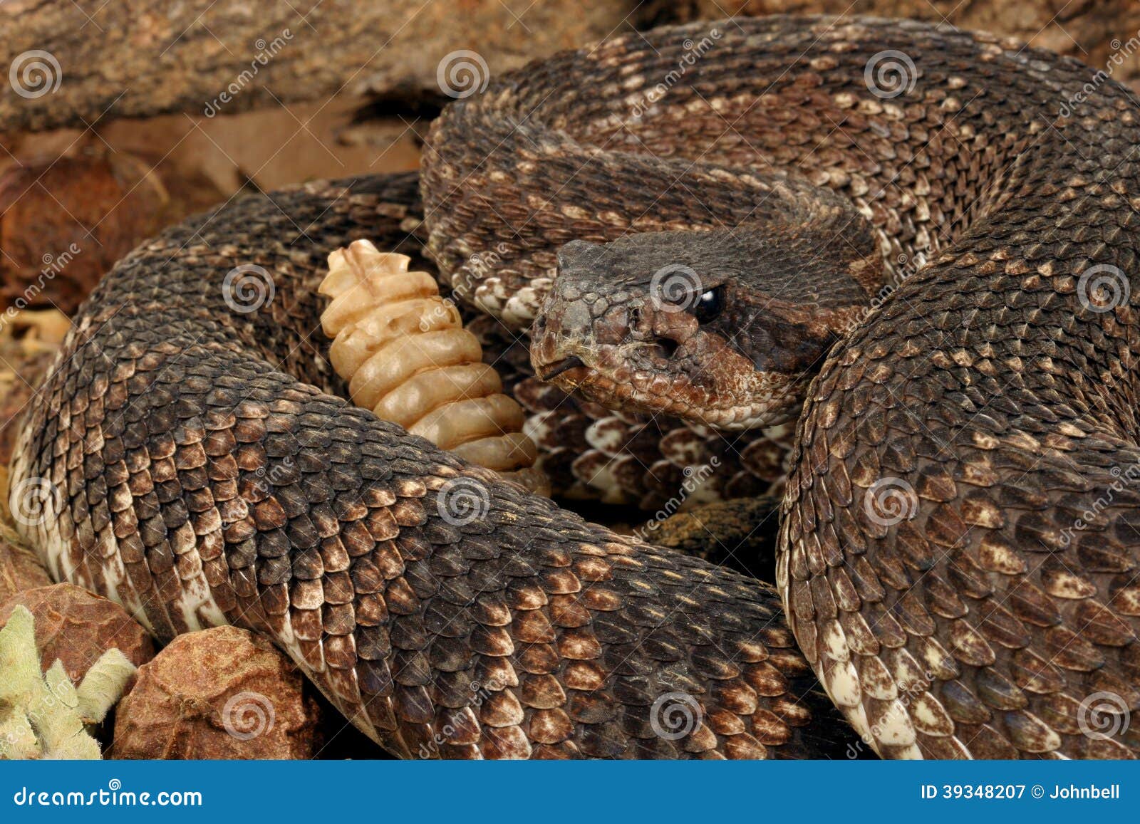 Ratelslang stock afbeelding. Image of giftig, heimelijkheid - 39348207